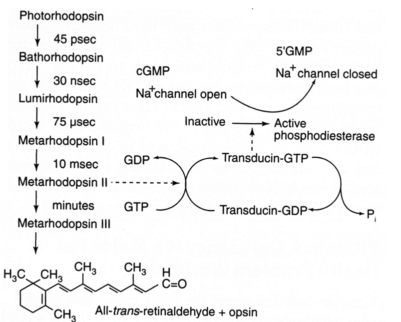 Vitamin A (Retinol); Function, Transport, Metabolism, Deficiency ...