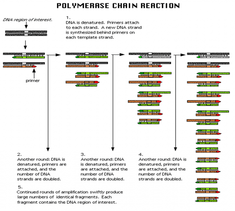 PCR - Polymerase Chain Reaction - The Science Notes
