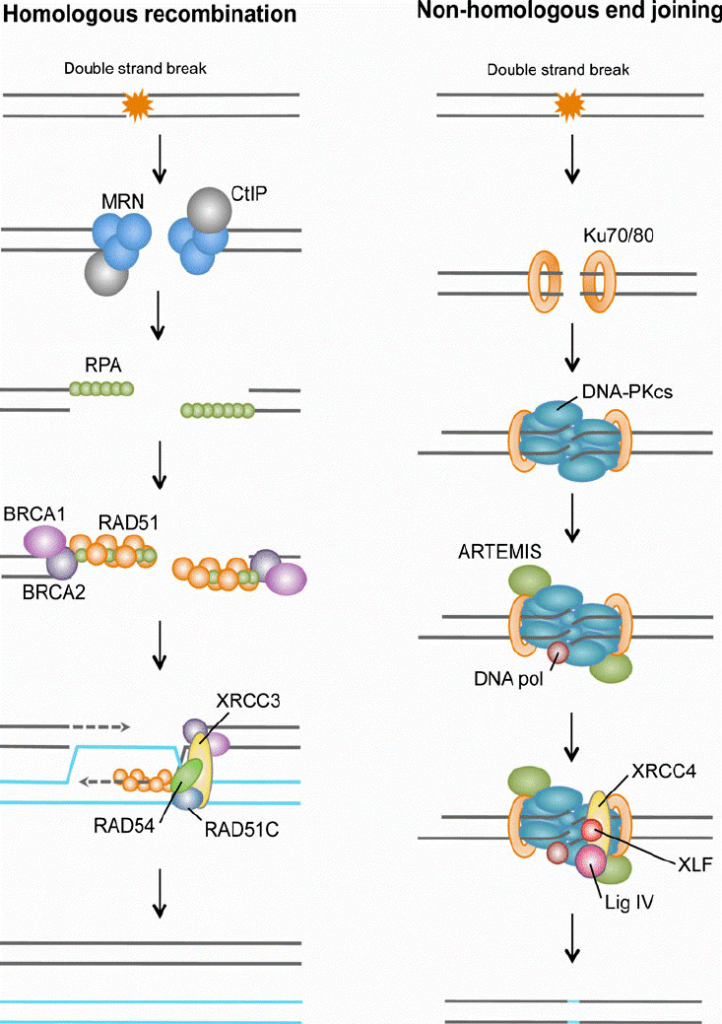 DNA Repair Mechanisms: Importance, Types, and Processes