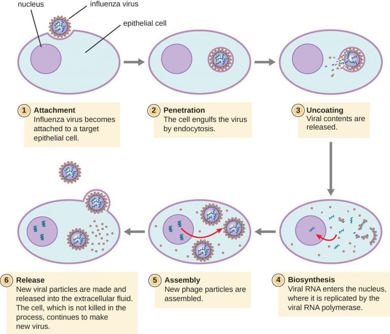 Virus - Morphology, Classification and Mode of Replication