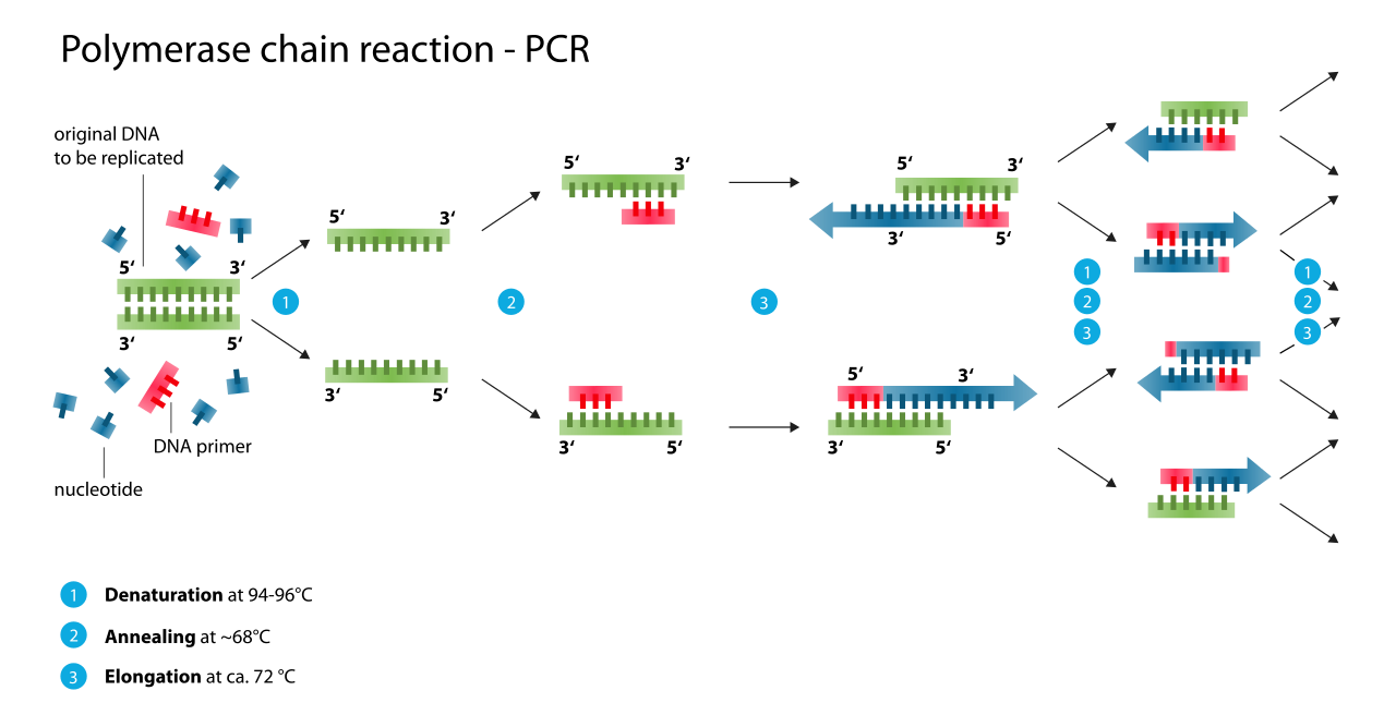 Polymerase Chain Reaction (PCR): Introduction, Components, Steps, and ...