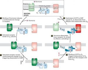 Intracellular Signal Transduction by G protein coupled receptor 'GPCR ...