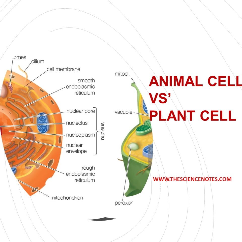 Comparisions And Differences Between Animal Cell And Plant Cell The