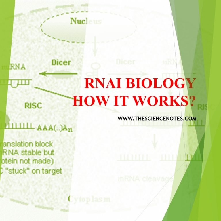 Components of RNAi pathway Archives - THE SCIENCE NOTES