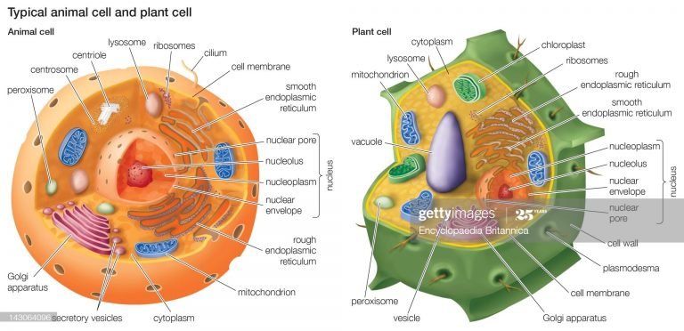 Comparisions and Differences between Animal Cell and Plant cell - THE ...