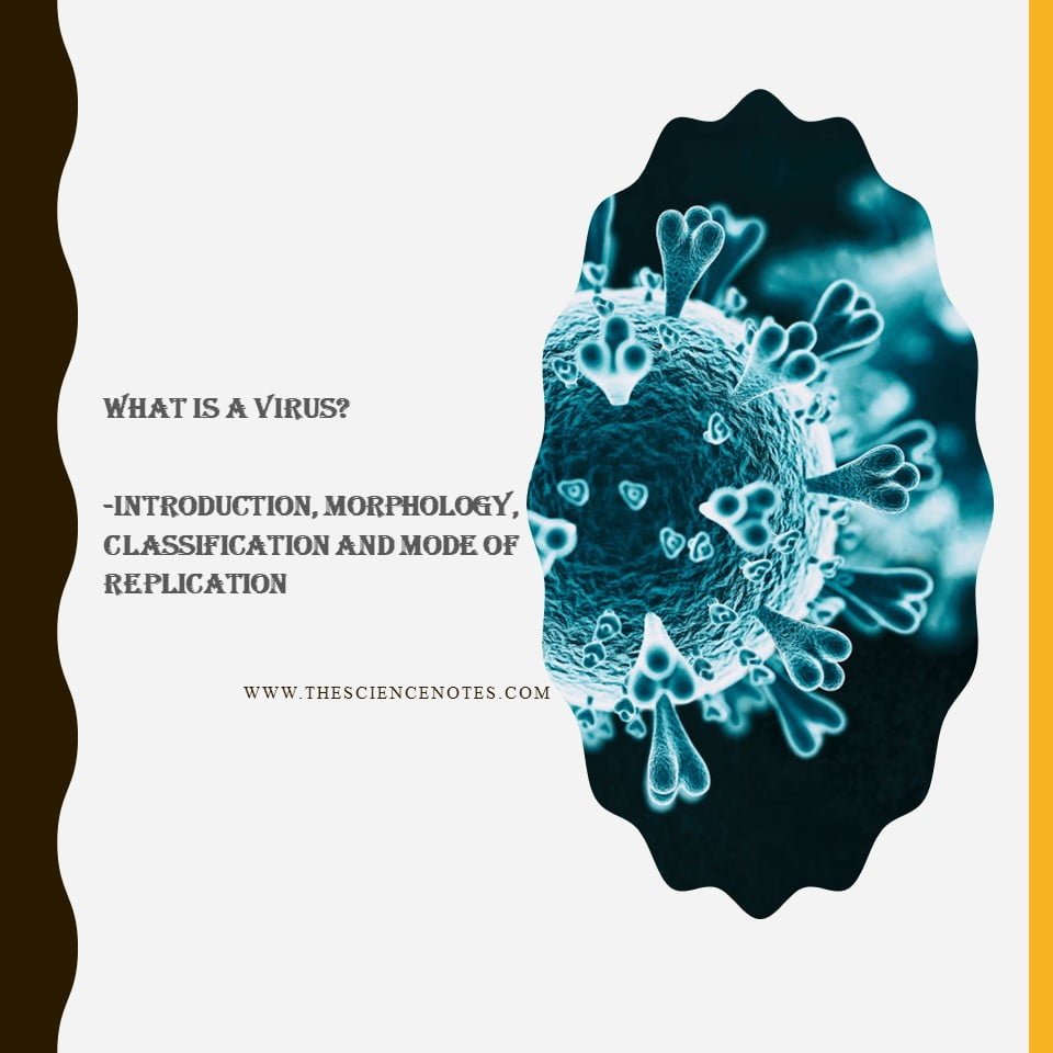Virus - Morphology, Classification and Mode of Replication