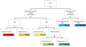 Virus - Morphology, Classification and Mode of Replication