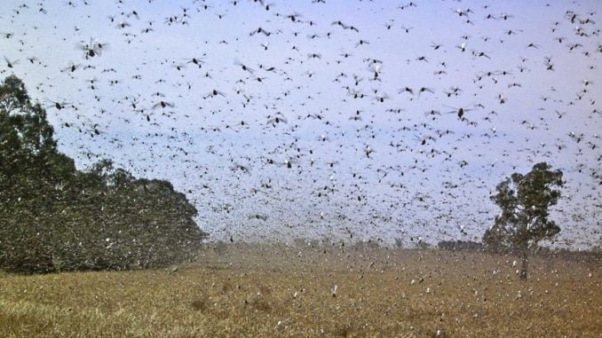 The Locust Swarm: Characteristics, Behavior, Plagues, Effects on Humans ...
