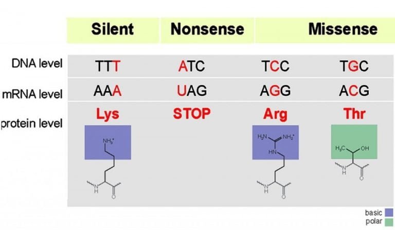 Mutation: Types, Mutagenic Agents, and Detecting Mutants