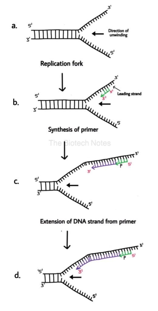 Steps Of DNA Replication In Eukaryotes The Science Notes