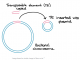Bacterial Conjugation and its Process - The Science Notes