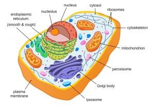 Exploring the Detailed Structure of Eukaryotic Cells: Components and ...