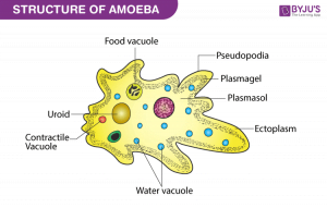 Exploring the Detailed Structure of Eukaryotic Cells: Components and ...