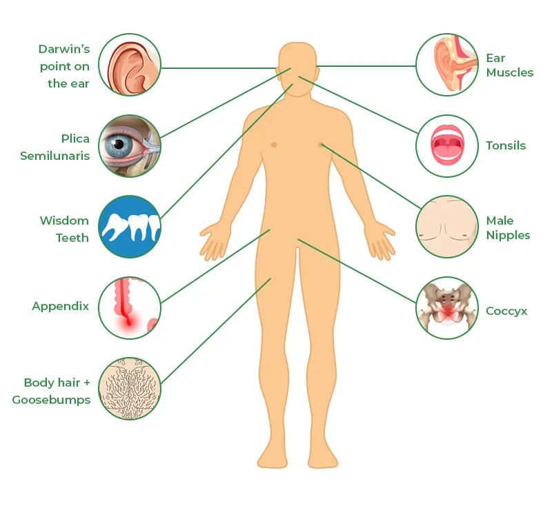 Vestigial Structures Define What Is The Appendix?