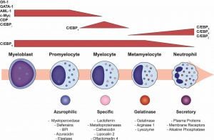 Functions of Neutrophils - THE SCIENCE NOTES