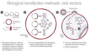 TRANSFECTION TYPES, METHODS, AND EFFICIENCY