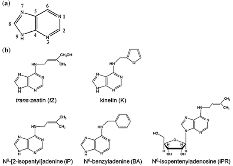 Phytohormones: Functions of Auxin, Cytokinin and Gibberellins in Plants