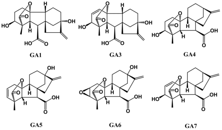 Phytohormones: Functions of Auxin, Cytokinin and Gibberellins in Plants