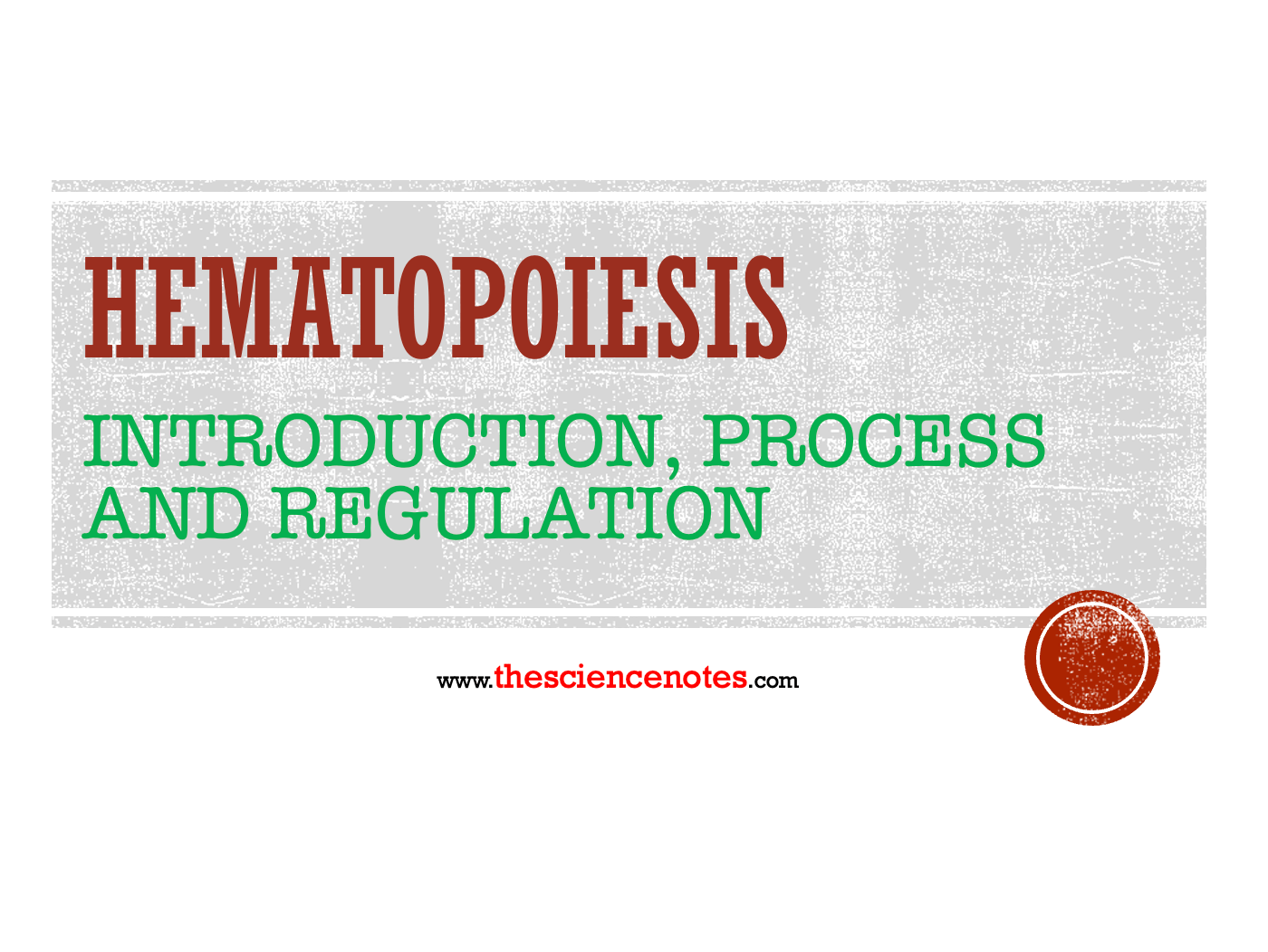 Hematopoiesis Introduction Process And Regulation
