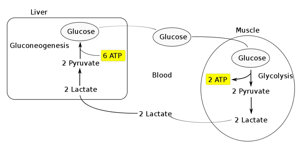 Cori Cycle Energy System