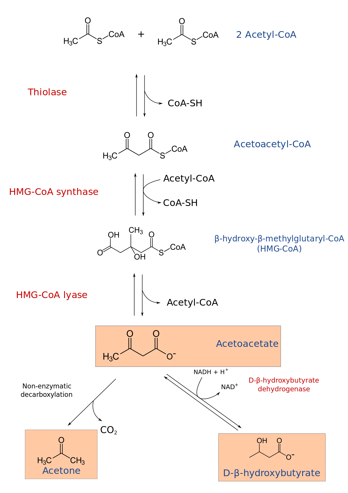 Lipid Metabolism: Beta Oxidation, Lipolysis, Ketogenesis & Ketone Oxidation