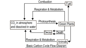Carbon cycle: Introduction, Steps, and Importance