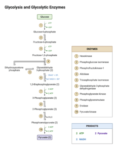 Glycolysis Pathway: From Glucose to Pyruvate