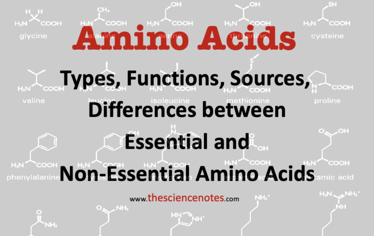 Functions of Amino Acids Archives - The Science Notes Functions of Amino Acids Archives - The Science Notes