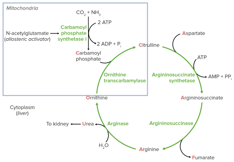 Urea cycle: Introduction, Steps, Regulation and Dysregulation