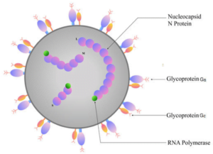 Exploring Hantavirus: Classification, Structure, Lifecycle, Symptoms ...