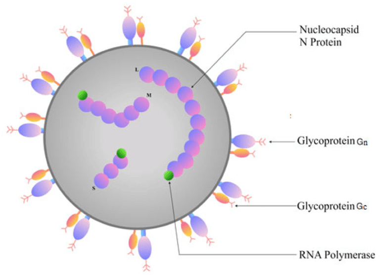 Exploring Hantavirus: Classification, Structure, Lifecycle, Symptoms ...