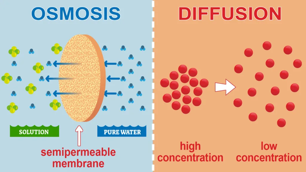 Osmosis And Diffusion Differences And Factors Affecting Them