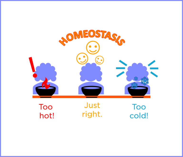 Homeostasis: Understanding Feedback Loops and Examples Homeostasis: Understanding Feedback Loops and Examples