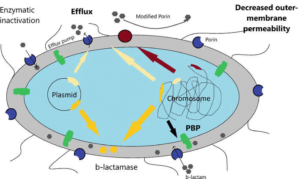Carbapenems: History, Structure, Mechanism of Action, resistance and ...