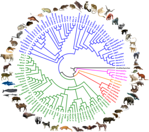 Mammals: Classification, and Characteristics