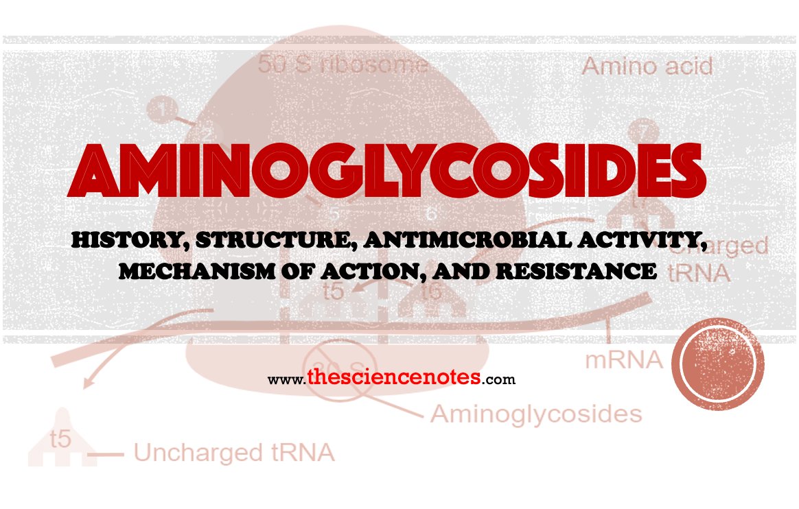 Aminoglycosides: History, Structure, Antimicrobial Activity, Mechanism ...