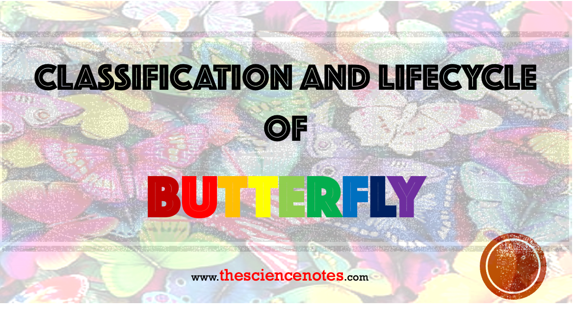 Classification and Lifecycle of Butterfly - The Science Notes