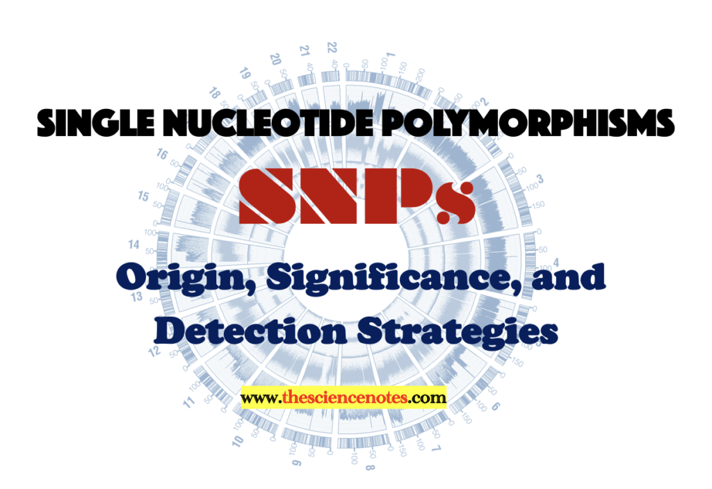 Single Nucleotide Polymorphisms Snps Origin Significance And