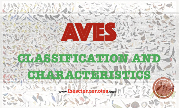 Aves: Characteristics and Classification - THE SCIENCE NOTES