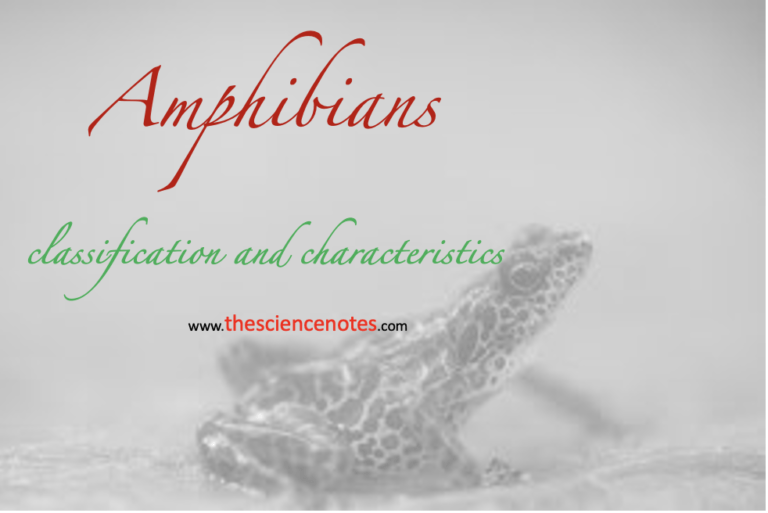 Amphibians: Characteristics and Classification - The Science Notes