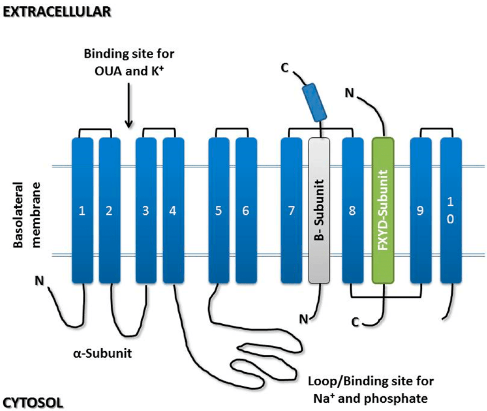Sodium Potassium Pump: Structure, Mechanism, Function, and Clinical ...