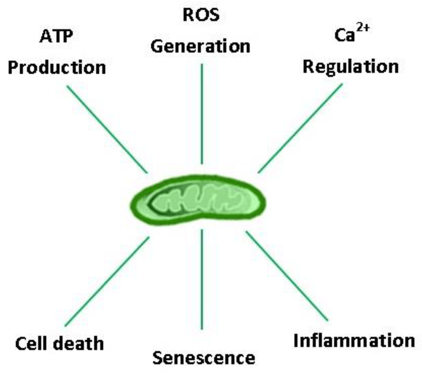 Exploring Mitochondria: Structure, Function, and Mitochondrial DNA in ...