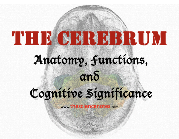 Anatomy And Functions Of Cerebrum Are Anatomy Of Cerebrum Archives The Science Notes