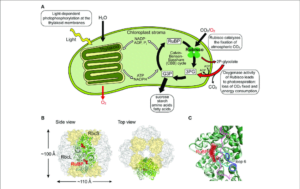 RuBisCO: Discovery, Structure, Characteristics, and Functions - The ...