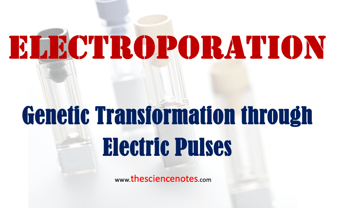 Electroporation Principle Types Protocol Applications And Advantages