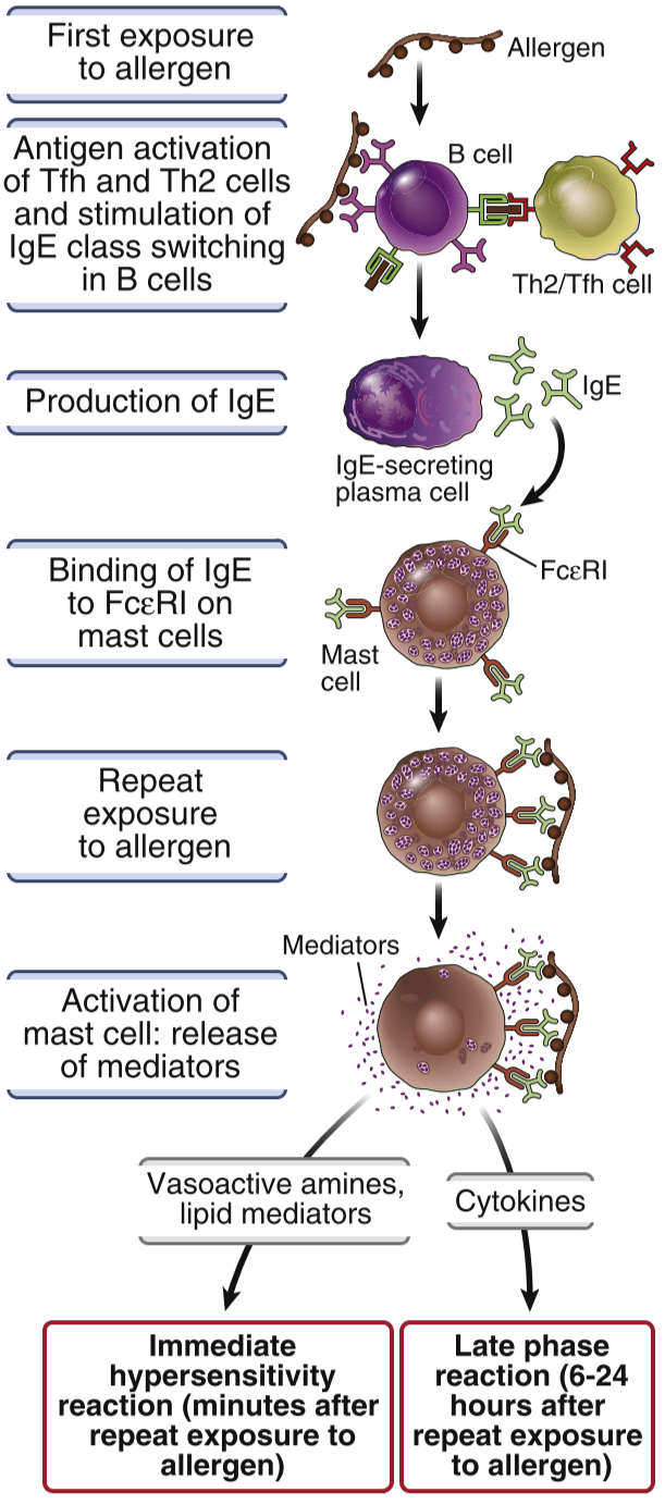 Hypersensitivity Type I: Allergic Reactions and Their Mechanisms - THE ...