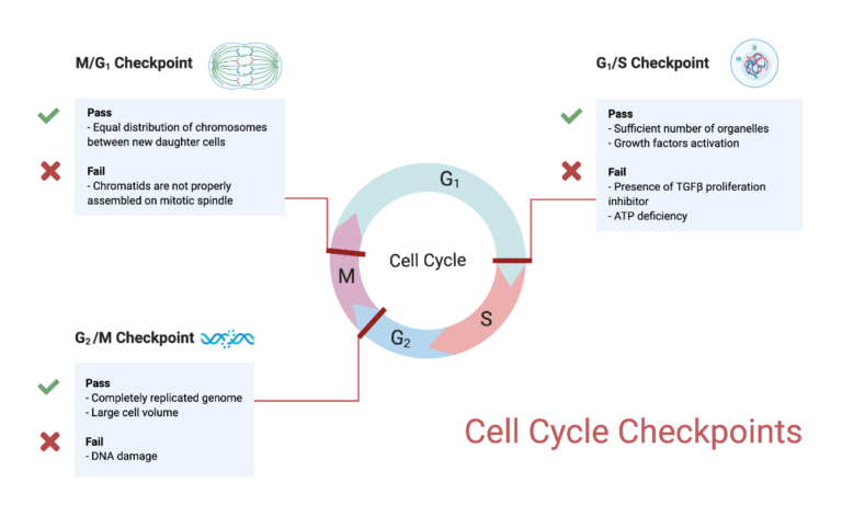 Cell Cycle Regulation by checkpoints - The Science Notes