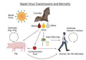 Nipah Virus: Understanding Transmission, Symptoms, Causes, and ...
