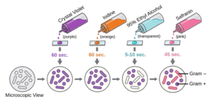 Gram Staining: Principle, Procedure, and Results - The Science Notes