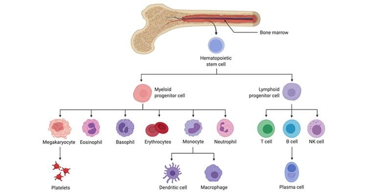 Key Components of the Immune System: Lymph Nodes, MALT, and CALT - The ...